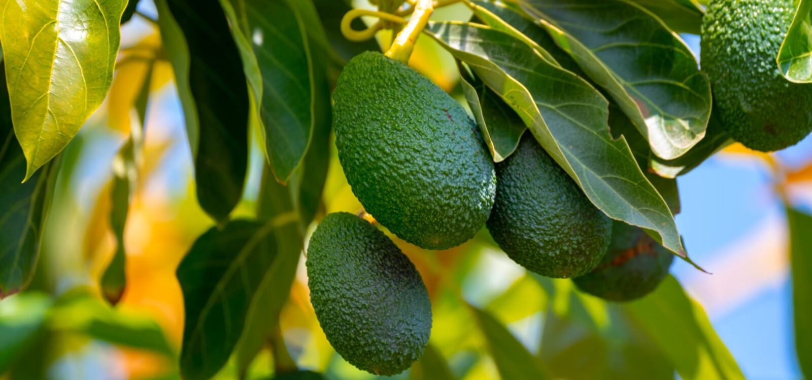 Co-designing the future for Australian avocado exports - Impact Innovation